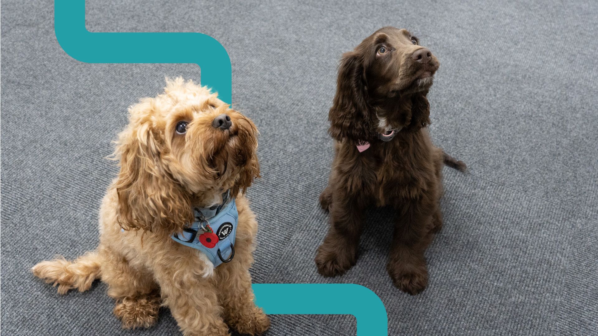 Empowered: From therapy dogs to welcoming local schools